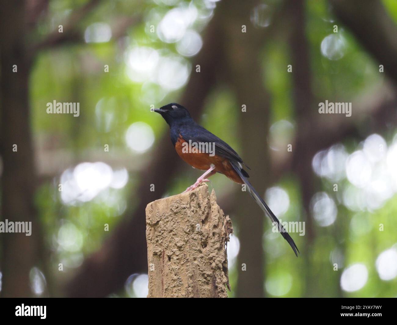 White-rumped Shama (Copsychus malabaricus) Aves Stock Photo - Alamy