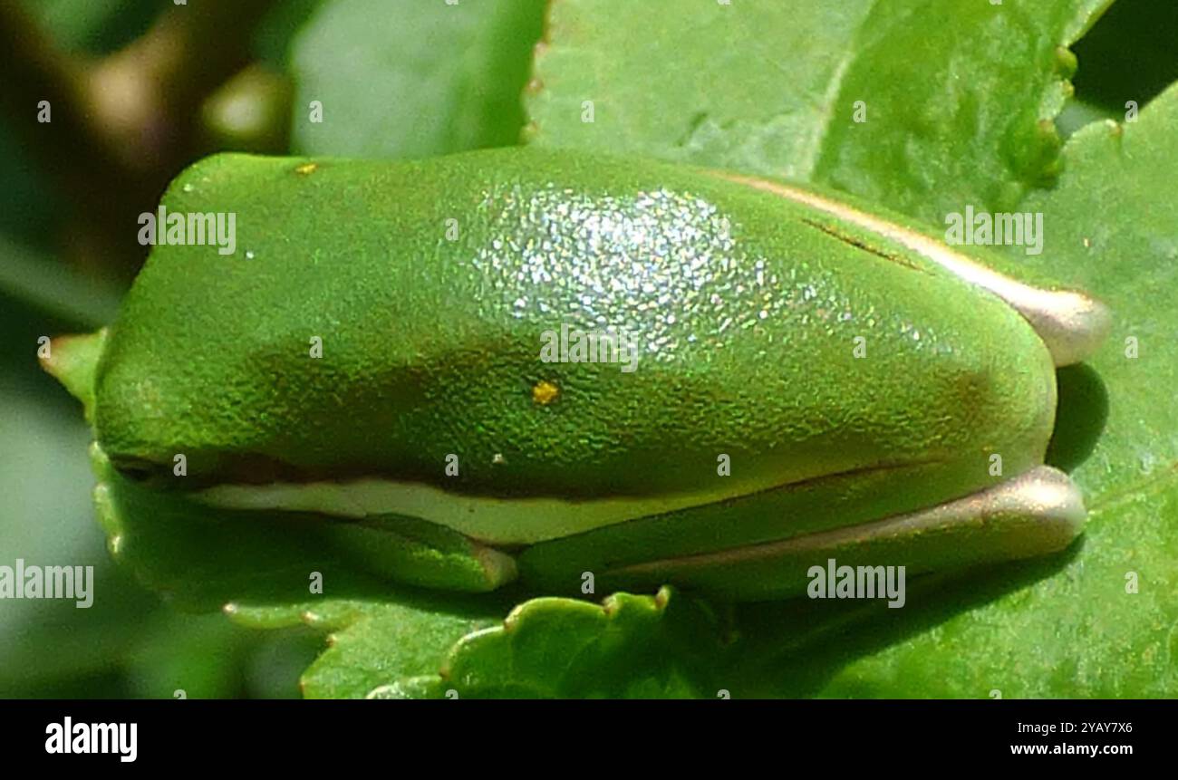 Green Treefrog (Hyla cinerea) Amphibia Stock Photo - Alamy