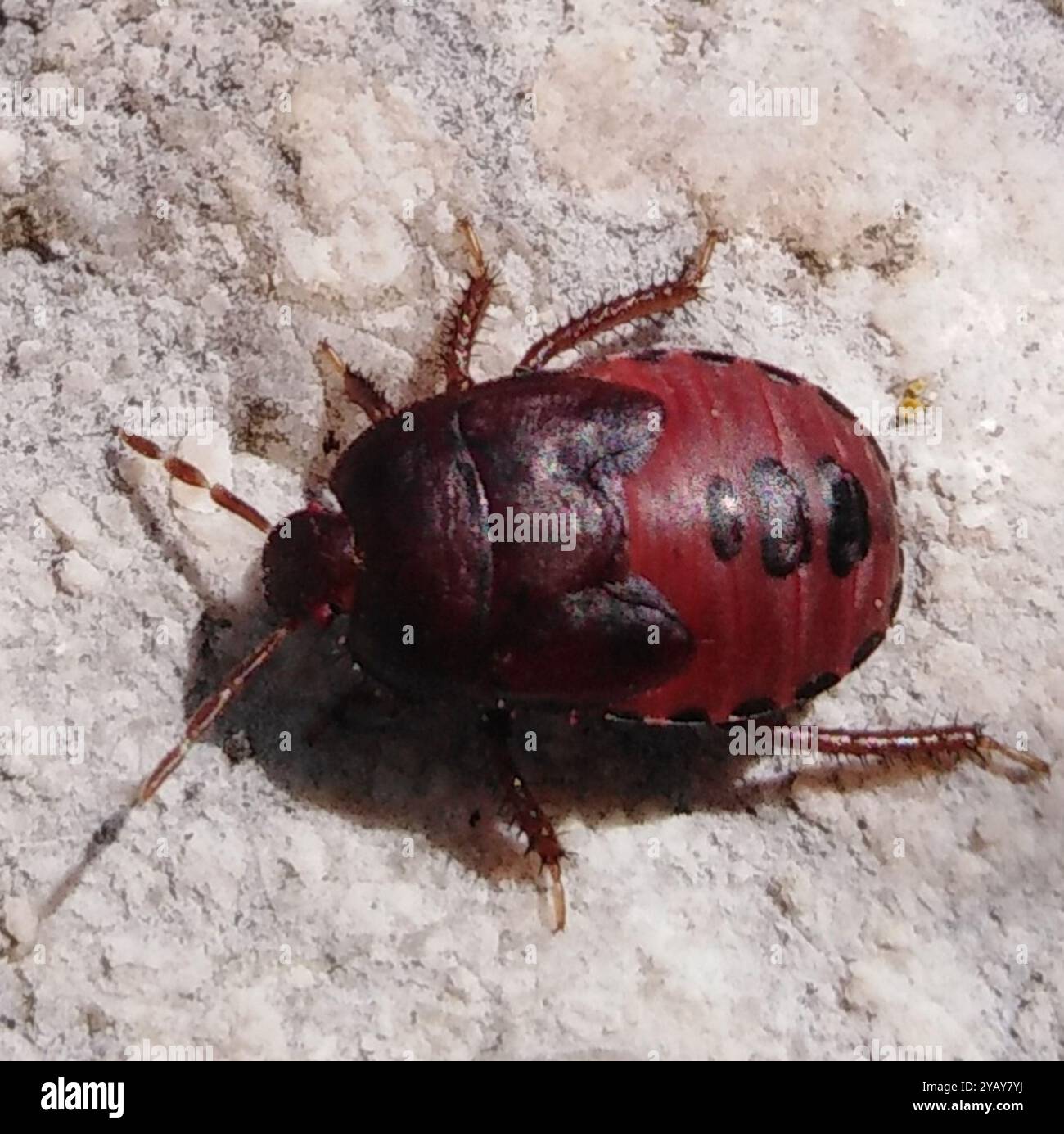 Black burrowing bug (Cydnus aterrimus) Insecta Stock Photo - Alamy