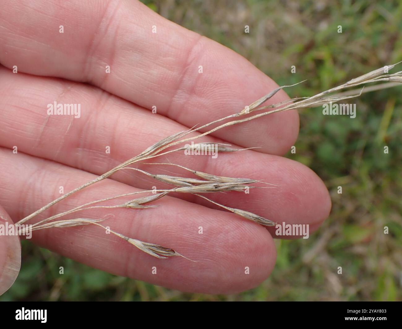 Upright Brome (Bromus erectus) Plantae Stock Photo - Alamy