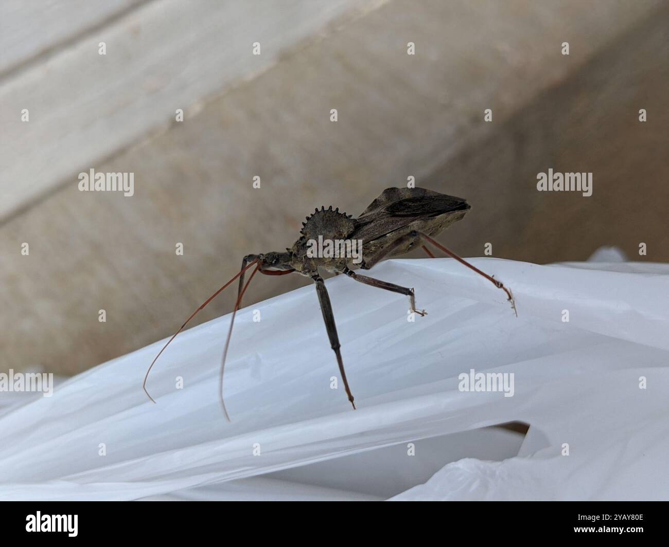 North American Wheel Bug (Arilus cristatus) Insecta Stock Photo - Alamy
