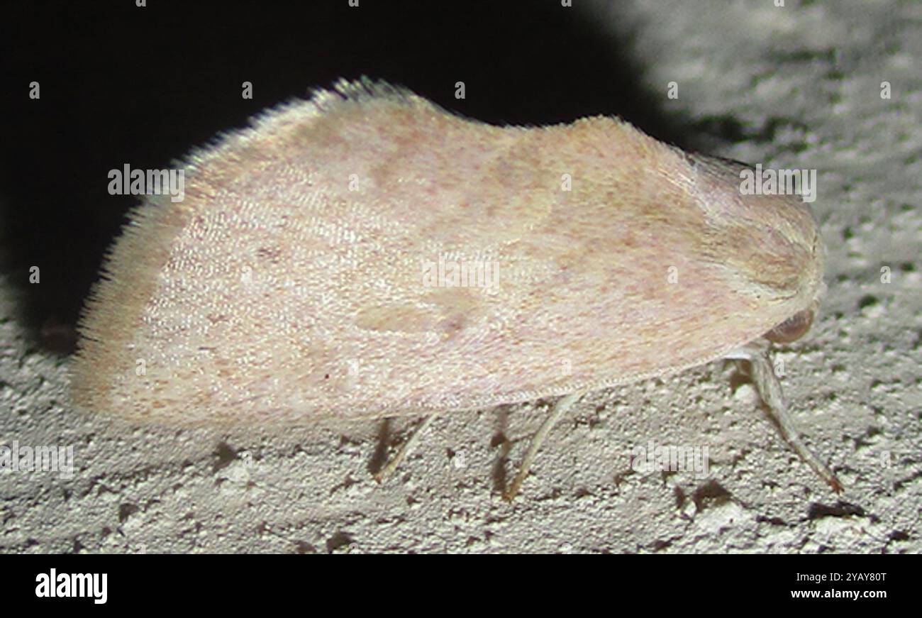 Lappet Moths (Lasiocampidae) Insecta Stock Photo - Alamy