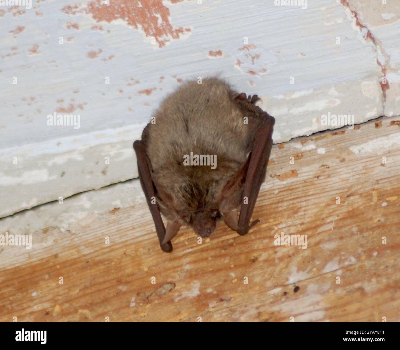 Long-eared Bats (Plecotus) Mammalia Stock Photo - Alamy
