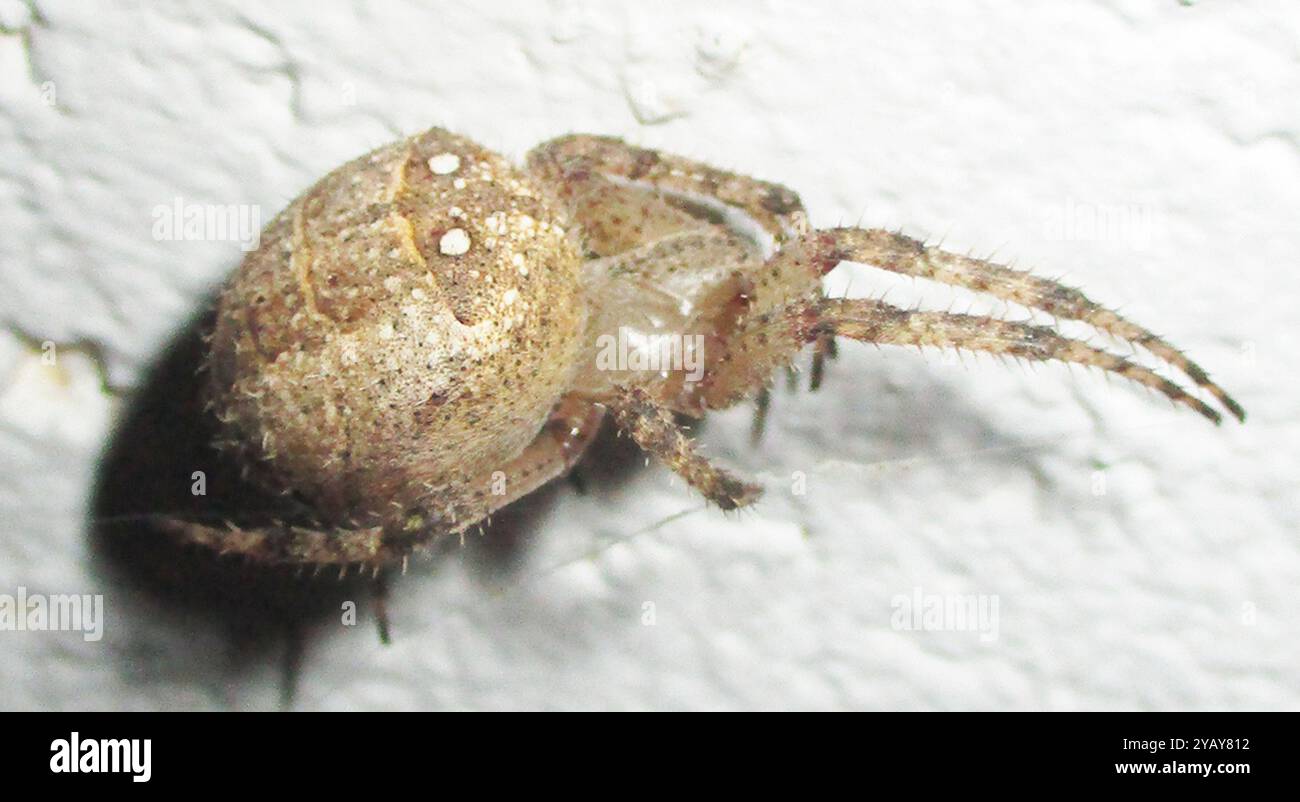 Spiky field spider hi-res stock photography and images - Alamy