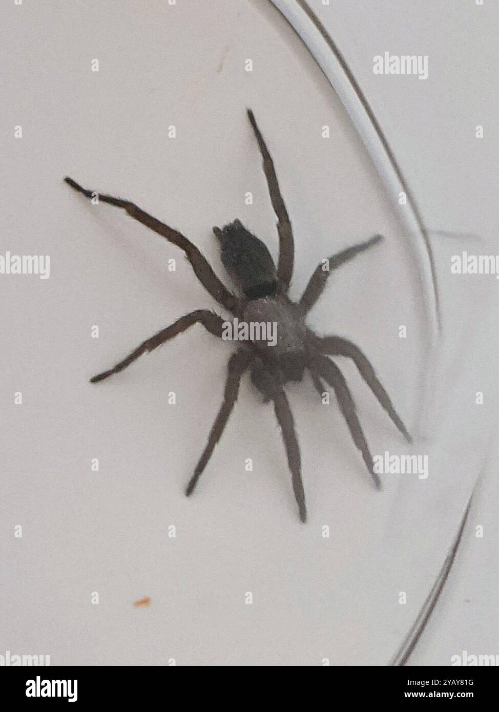 Mouse Spider (Scotophaeus blackwalli) Arachnida Stock Photo - Alamy