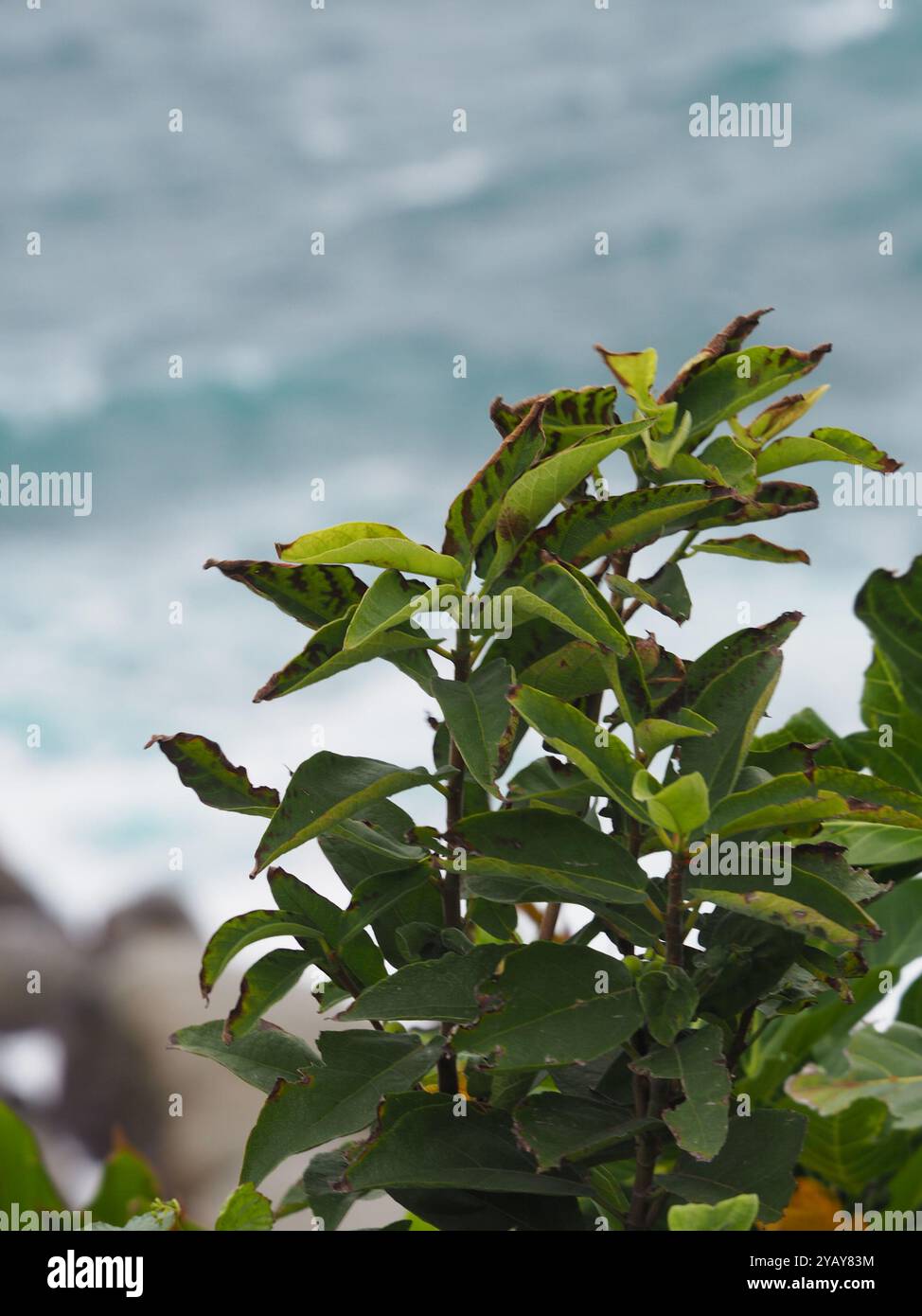 Fairy Fig (Ficus erecta) Plantae Stock Photo - Alamy