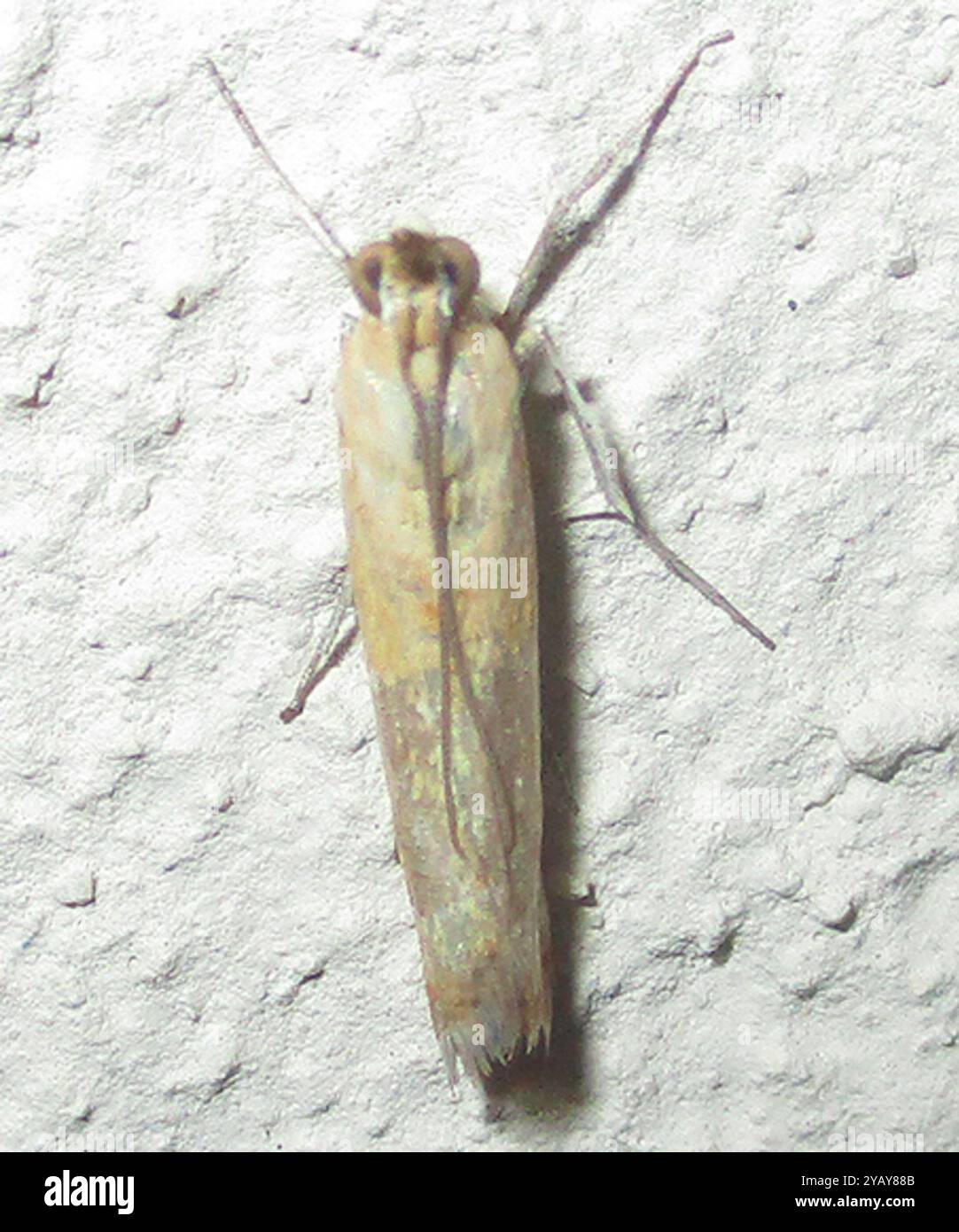 Butterflies and Moths (Lepidoptera) Insecta Stock Photo - Alamy