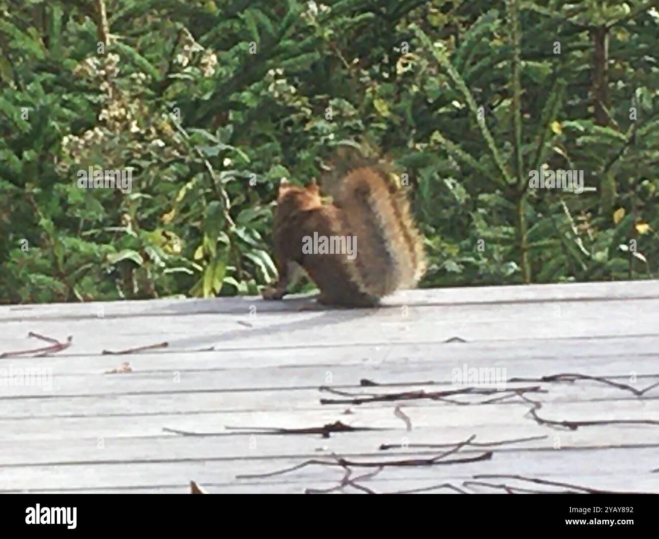 American Red Squirrel (Tamiasciurus hudsonicus) Mammalia Stock Photo ...