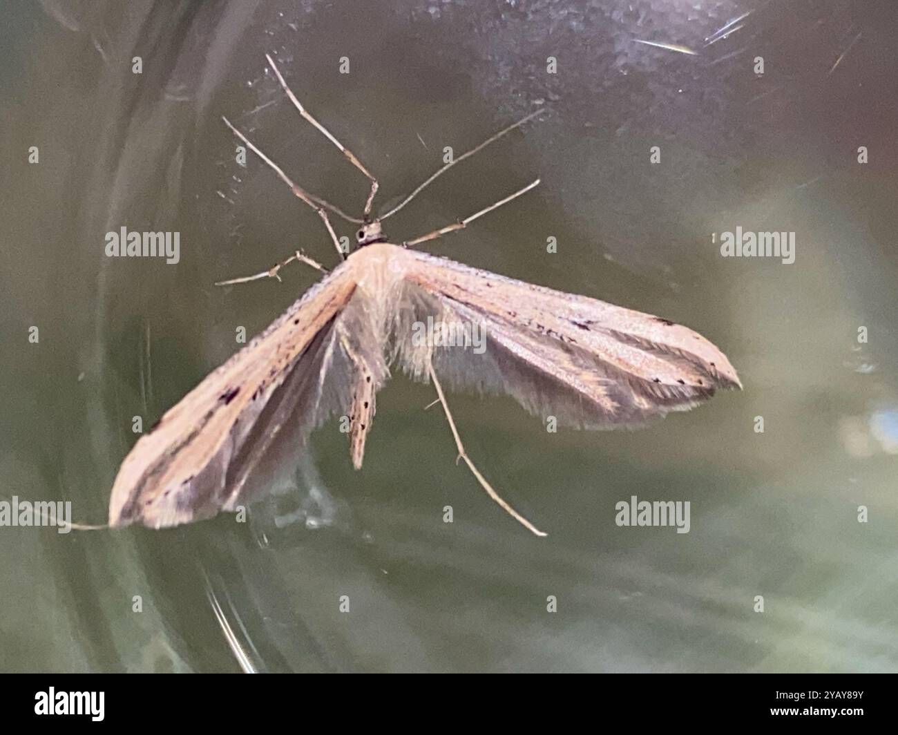 Morning-glory Plume Moth (Emmelina monodactyla) Insecta Stock Photo - Alamy