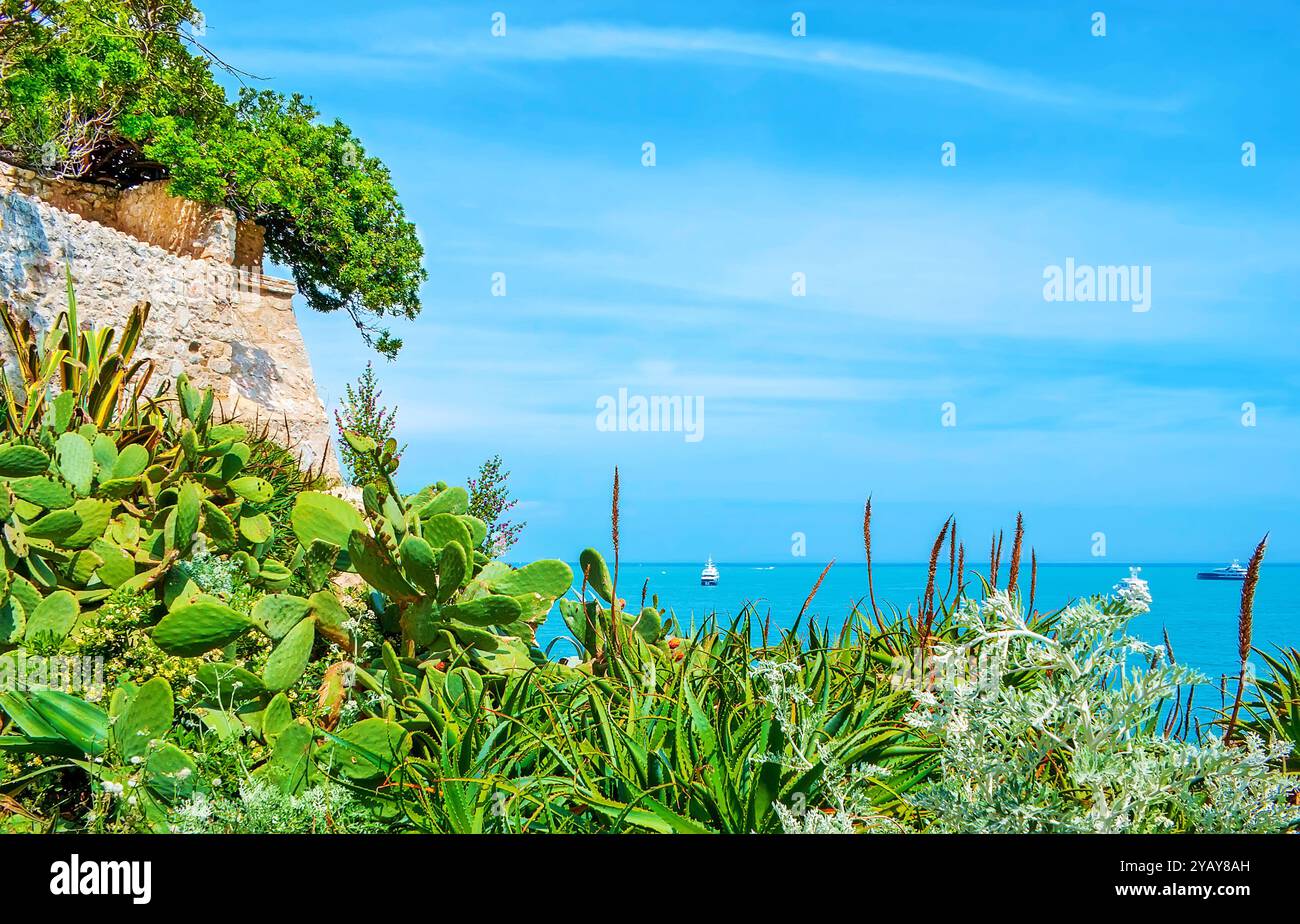 The picturesque seaside green garden with cactus and yucca plants ...