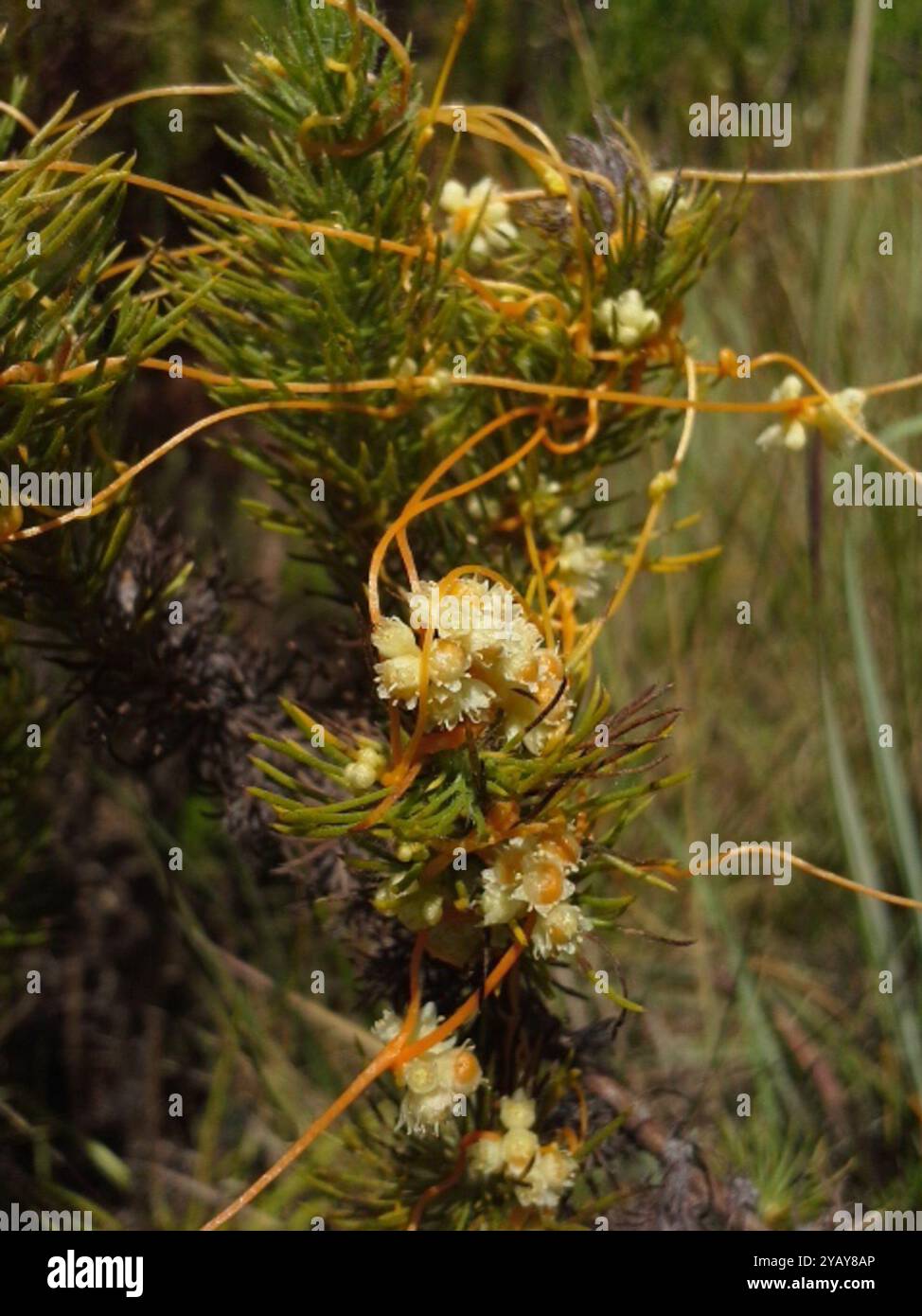 Field Dodder (Cuscuta campestris) Plantae Stock Photo - Alamy