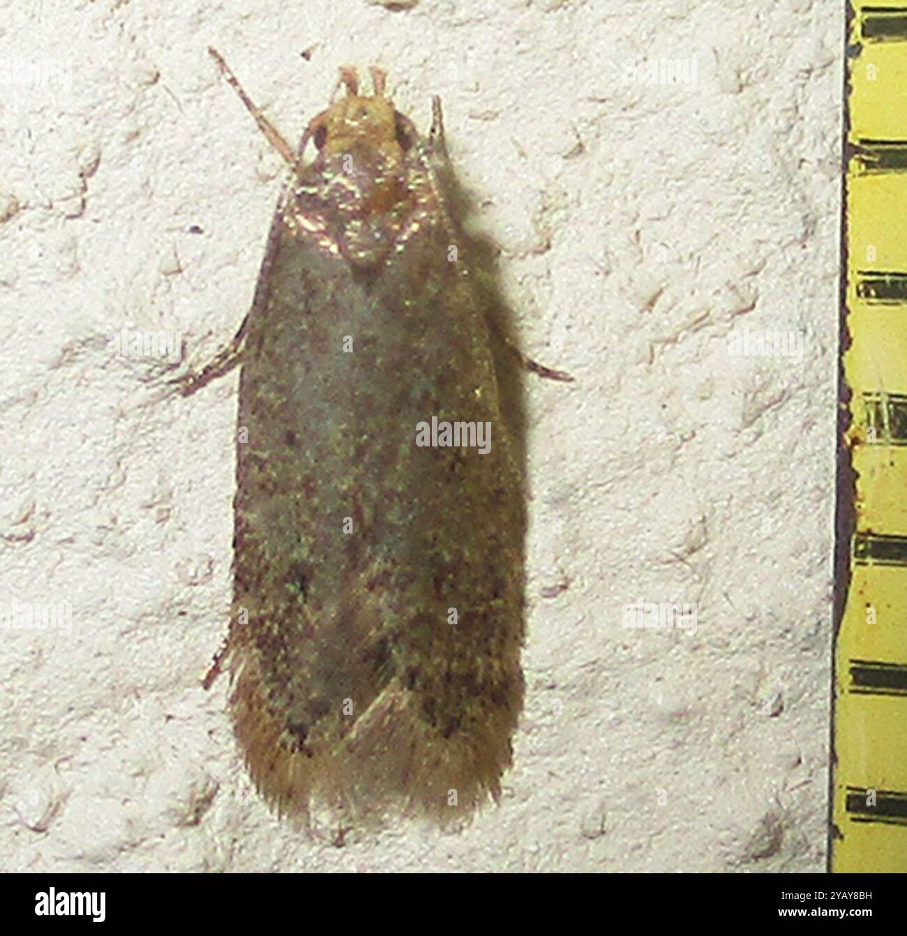 Butterflies and Moths (Lepidoptera) Insecta Stock Photo - Alamy