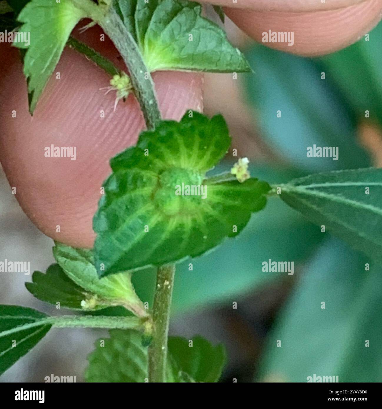 Slender Three-seeded Mercury (Acalypha gracilens) Plantae Stock Photo ...