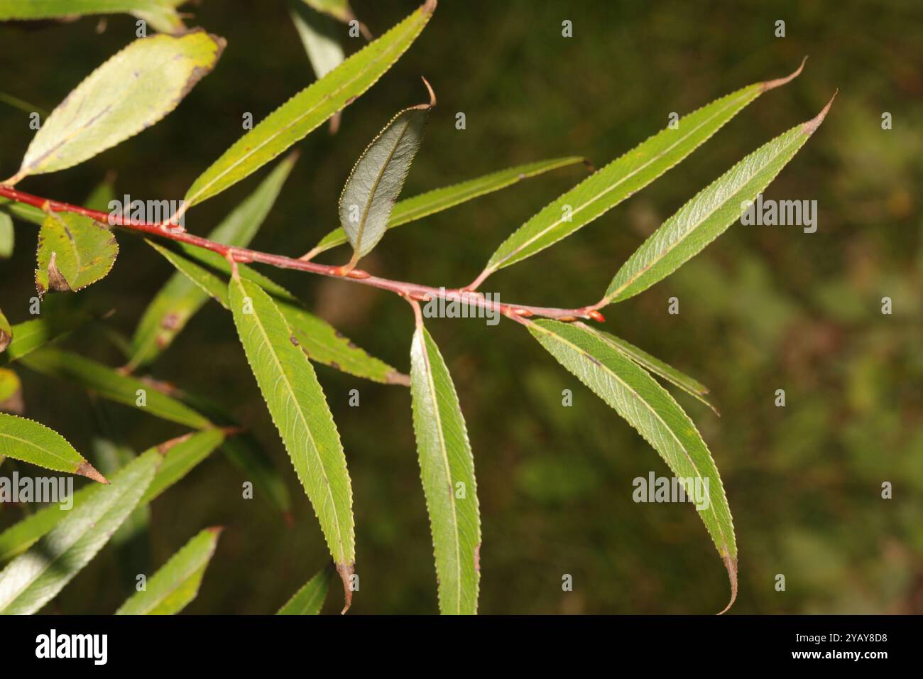 hybrid crack willow (Salix × fragilis) Plantae Stock Photo - Alamy