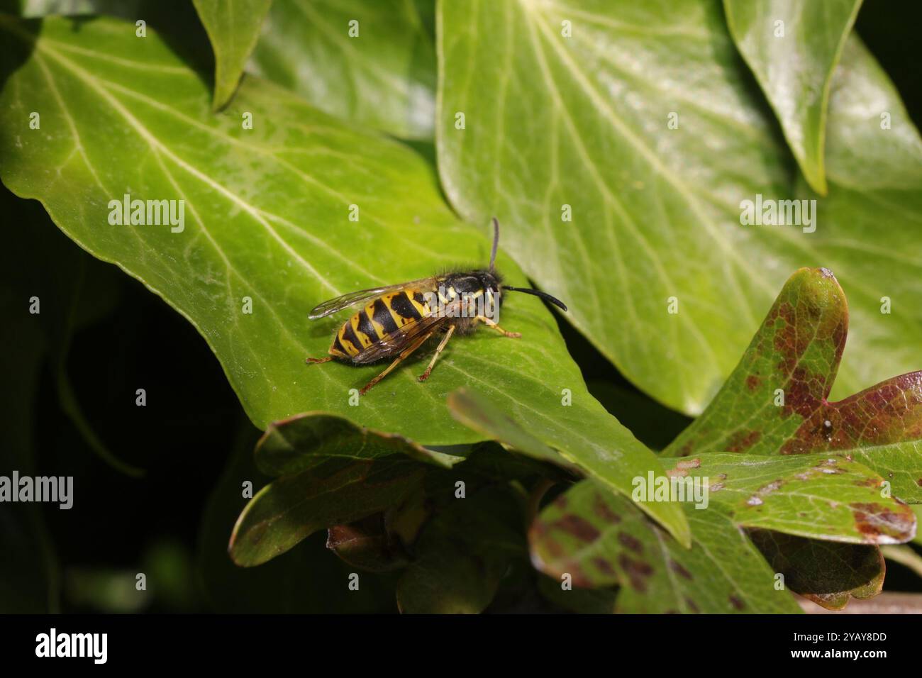 Common European Yellowjacket (Vespula vulgaris) Insecta Stock Photo - Alamy