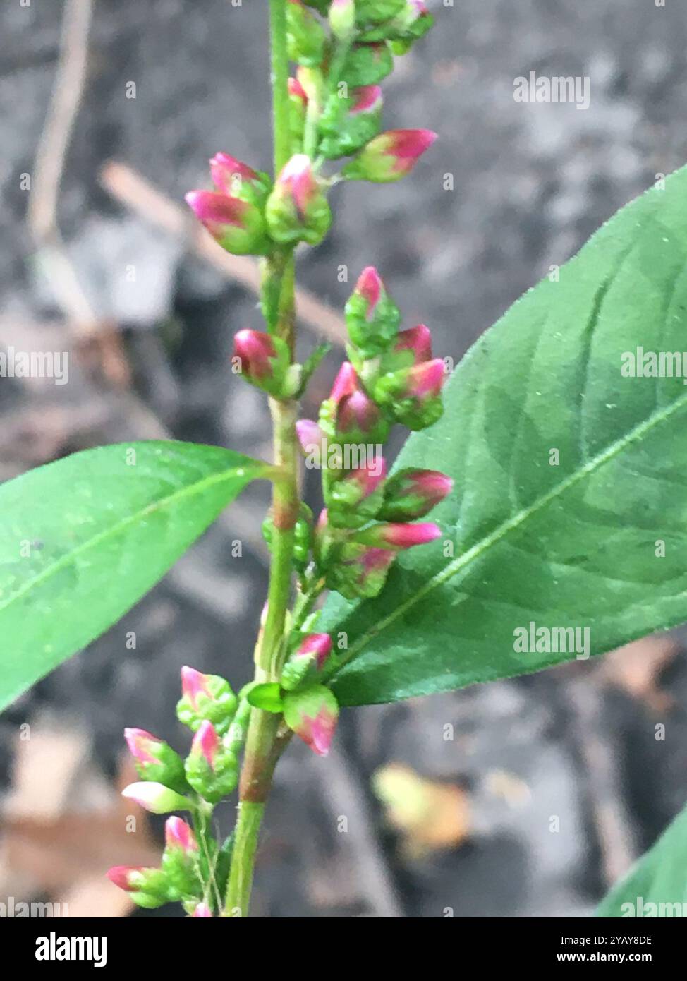 waterpepper (Persicaria hydropiper) Plantae Stock Photo - Alamy