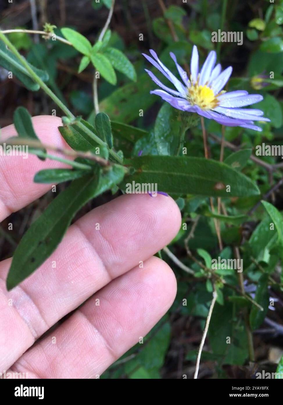 late purple aster (Symphyotrichum patens) Plantae Stock Photo - Alamy