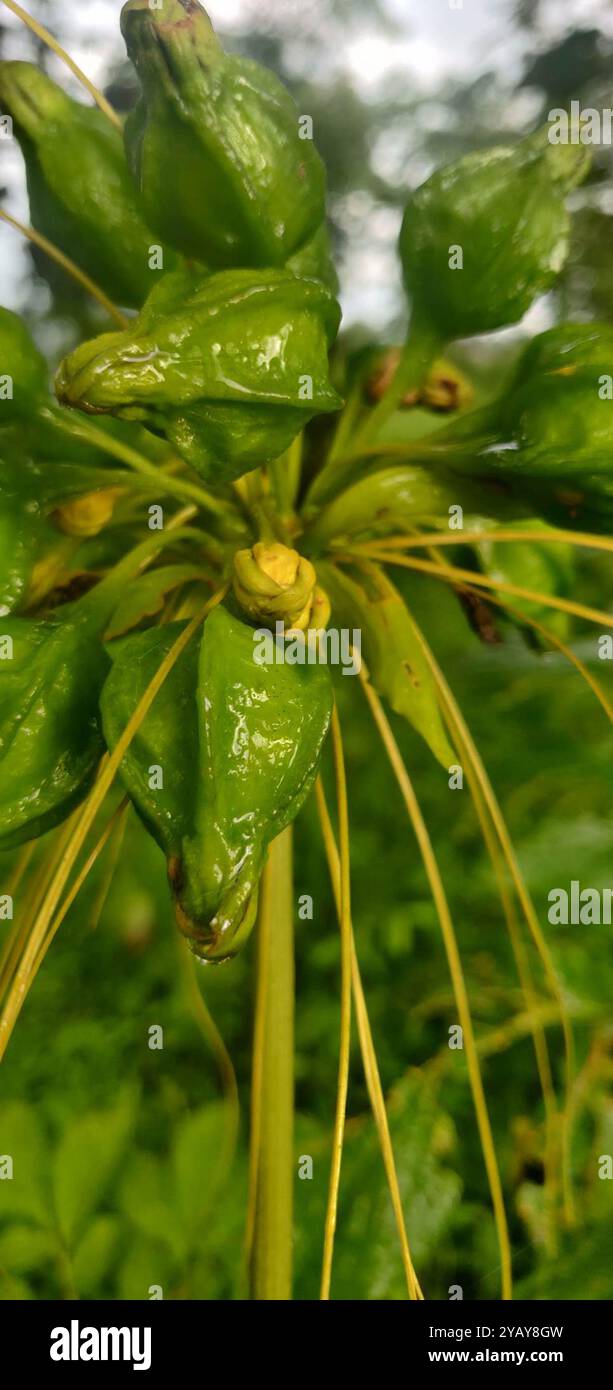 Polynesian Arrowroot (Tacca leontopetaloides) Plantae Stock Photo - Alamy