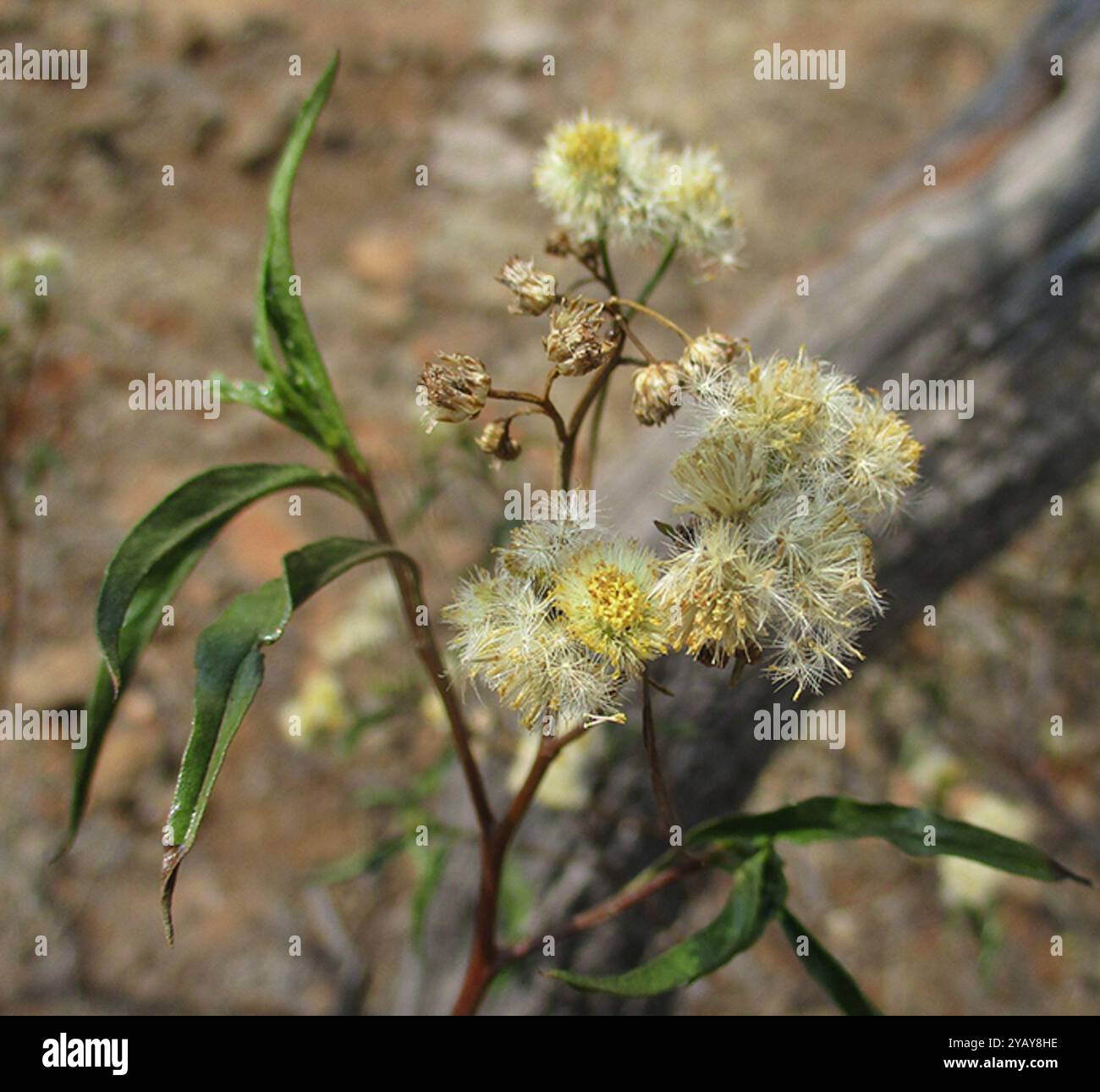 Sticky Psiadia (Psiadia punctulata) Plantae Stock Photo - Alamy