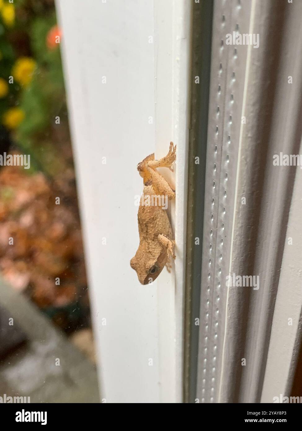 Spring Peeper (Pseudacris crucifer) Amphibia Stock Photo - Alamy