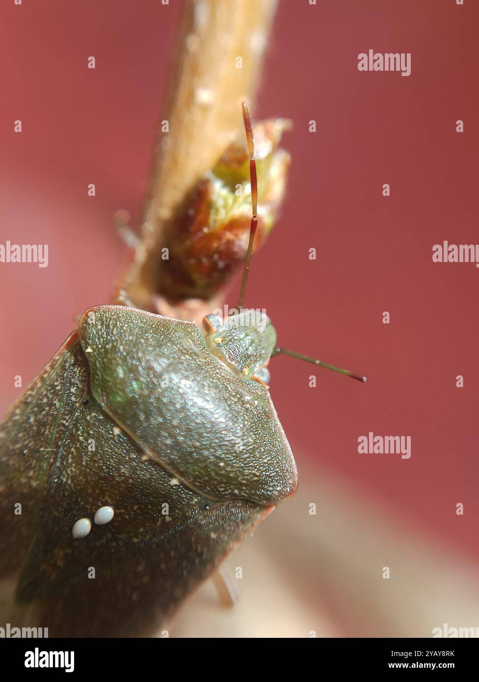Southern Green Stink Bug (Nezara viridula) Insecta Stock Photo - Alamy