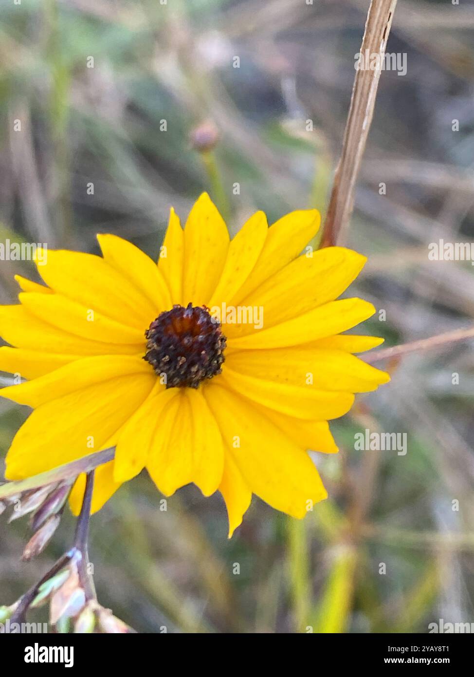 Texas Tickseed (Coreopsis linifolia) Plantae Stock Photo - Alamy