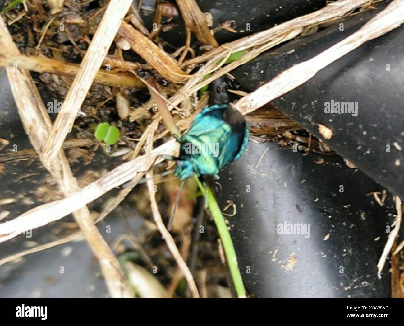 Zicrona caerulea hi-res stock photography and images - Alamy