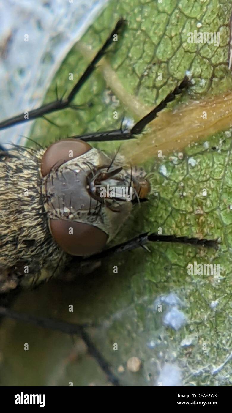 Cluster Flies (Pollenia) Insecta Stock Photo - Alamy