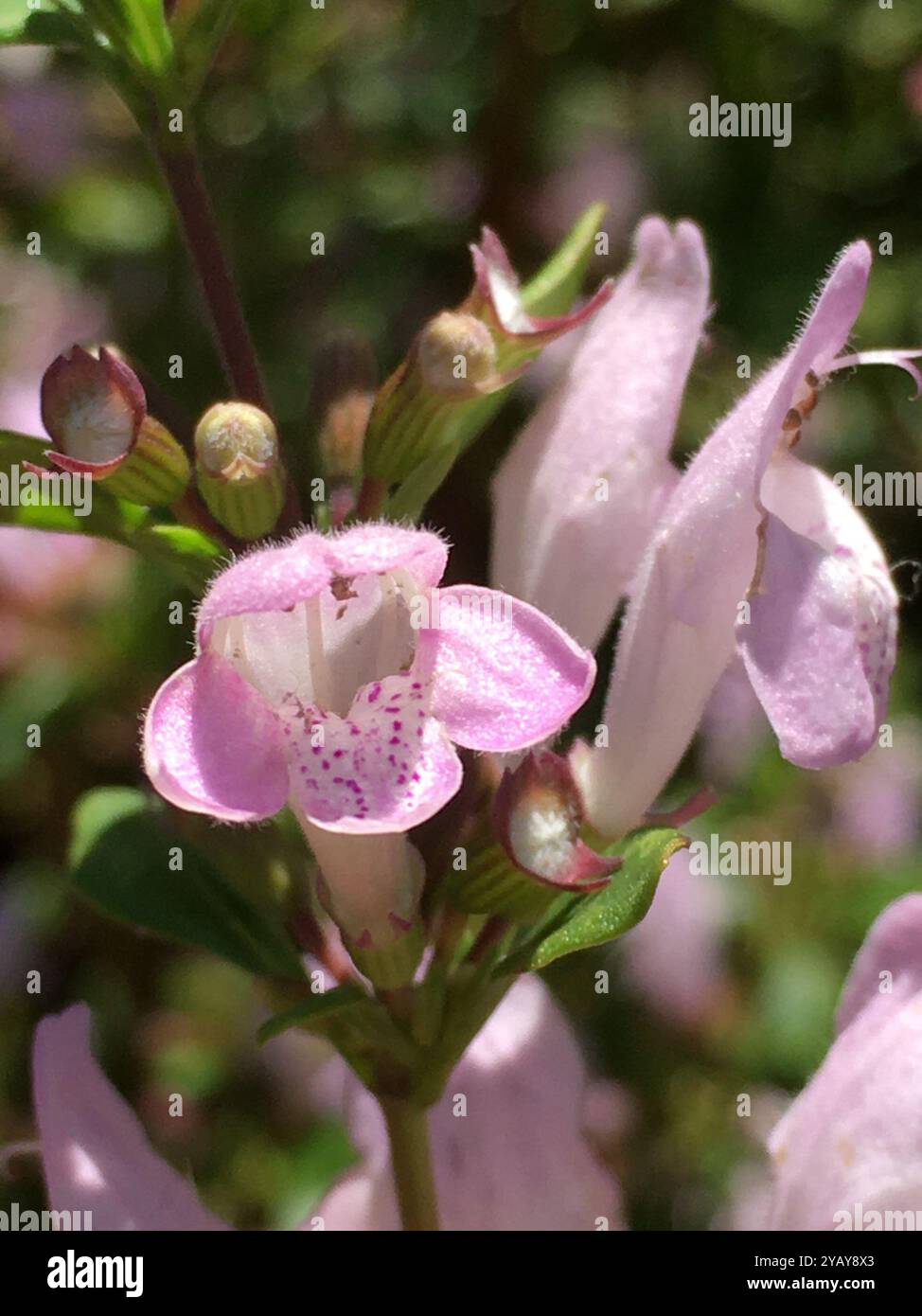 Georgia calamint (Clinopodium carolinianum) Plantae Stock Photo - Alamy