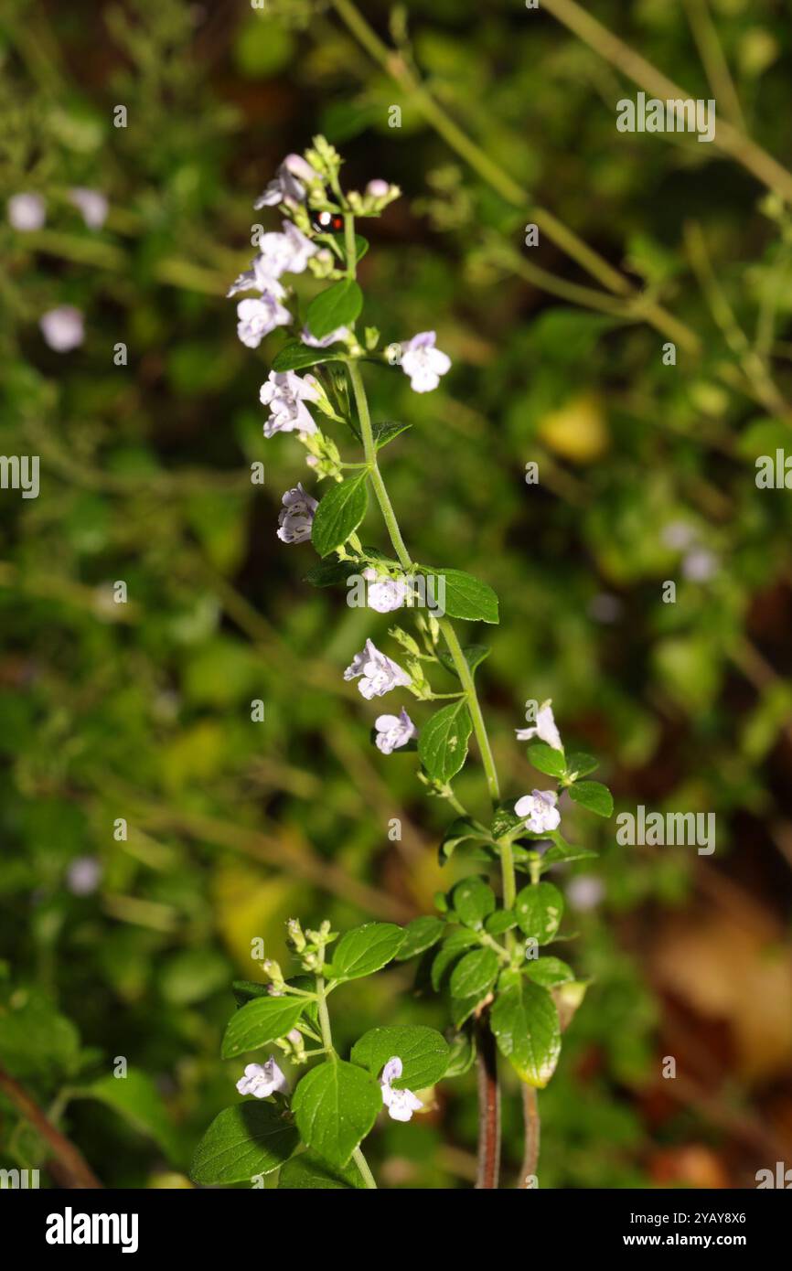 Lesser Calamint (Clinopodium nepeta) Plantae Stock Photo - Alamy