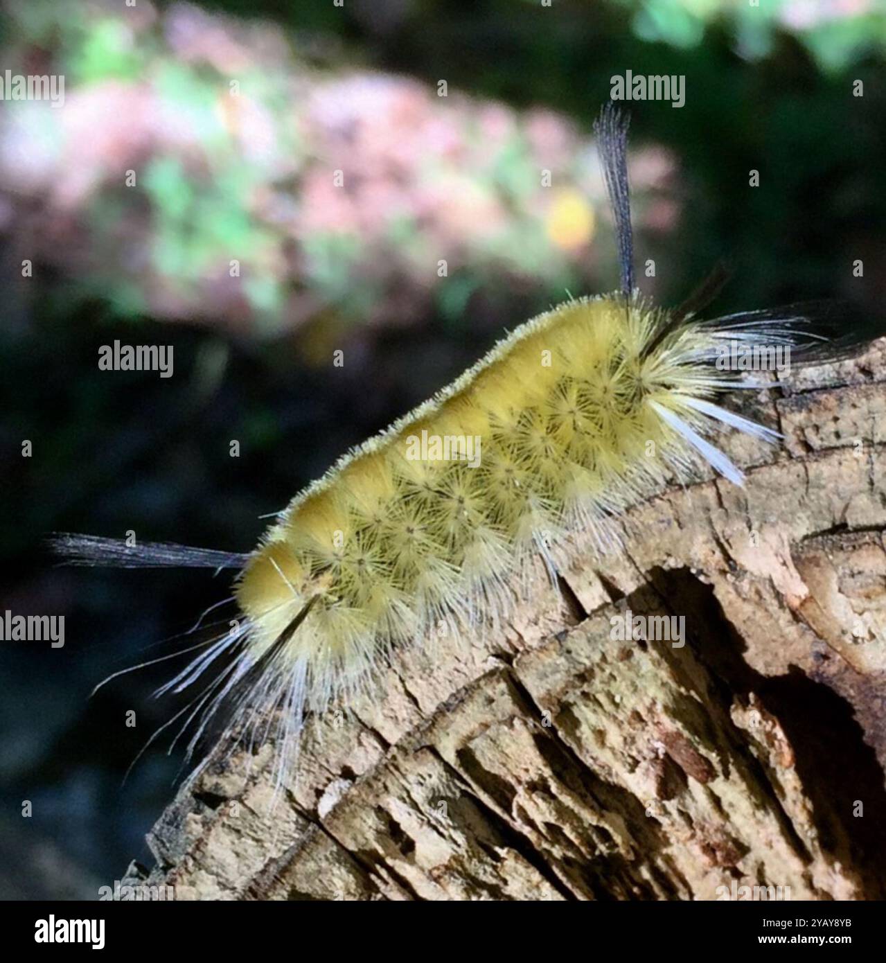 Banded Tussock Moth (Halysidota tessellaris) Insecta Stock Photo - Alamy