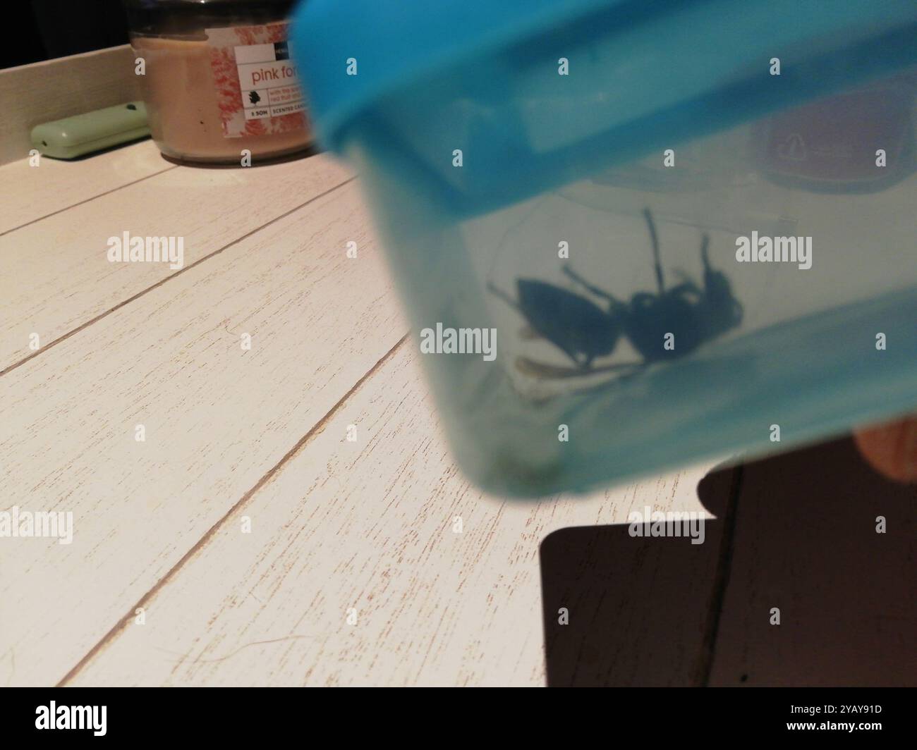 European Hornet (Vespa crabro) Insecta Stock Photo - Alamy