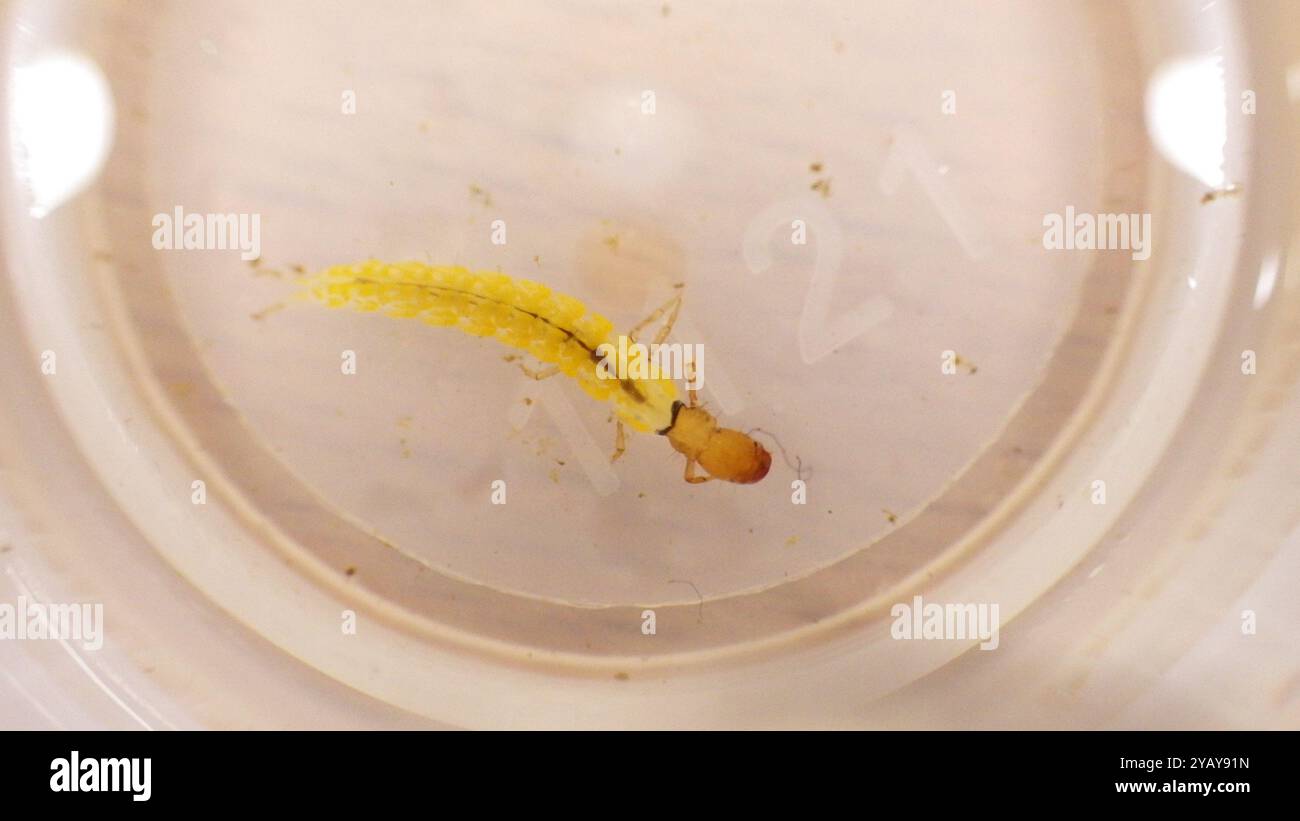Little Black Caddisflies (Chimarra) Insecta Stock Photo - Alamy
