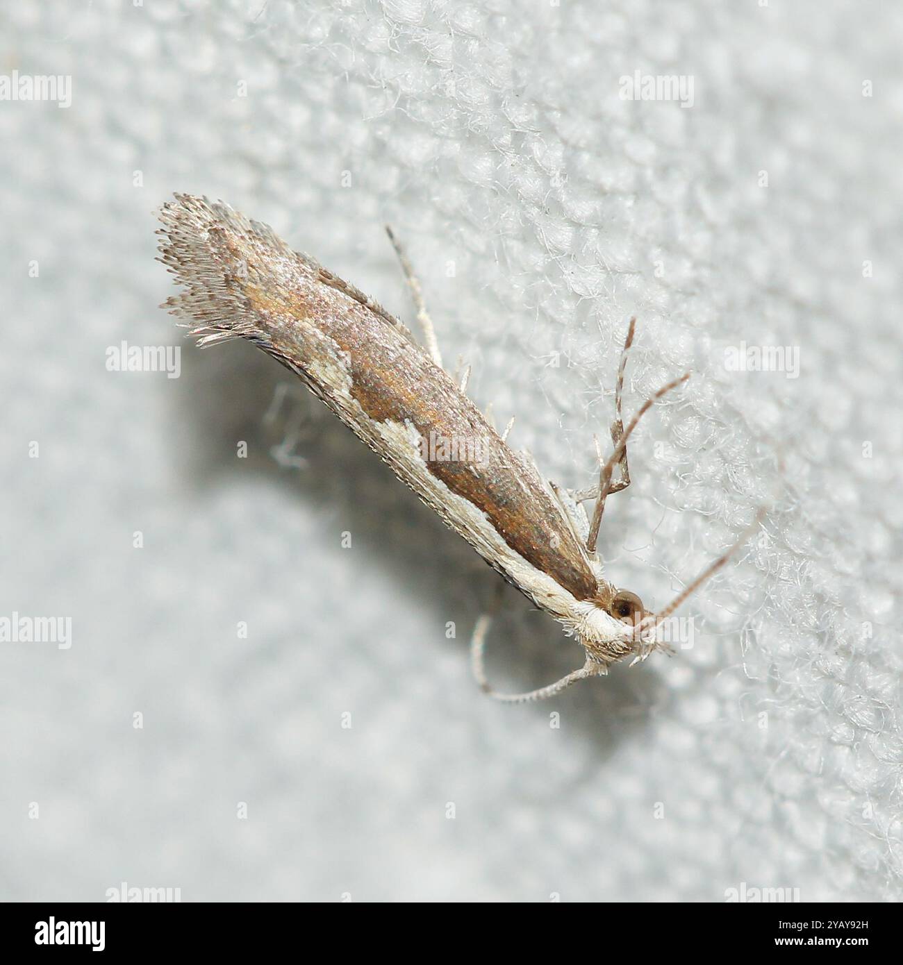 Diamondback Moth (Plutella xylostella) Insecta Stock Photo - Alamy
