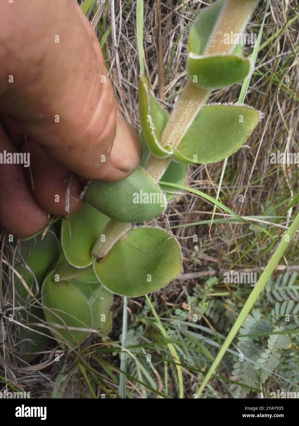 (Crassula capitella nodulosa) Plantae Stock Photo - Alamy