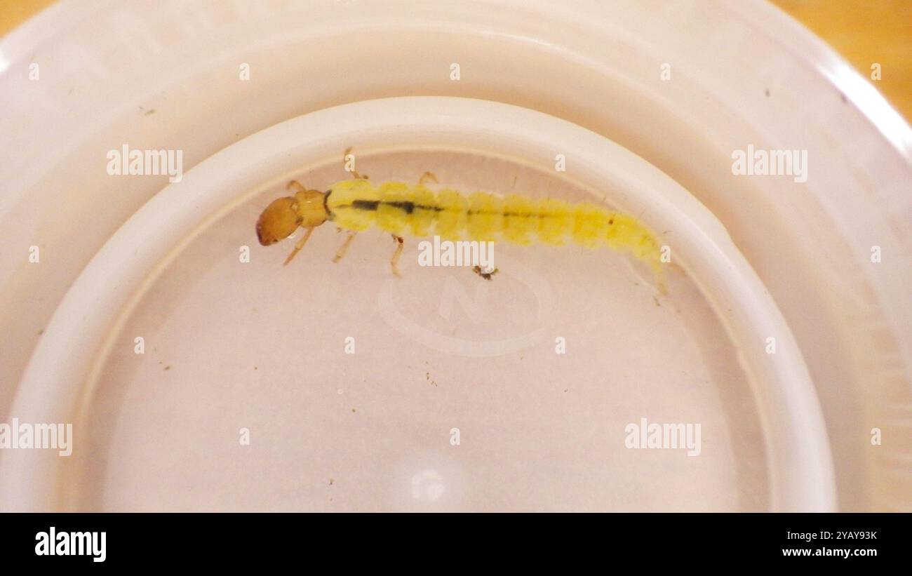 Little Black Caddisflies (Chimarra) Insecta Stock Photo - Alamy