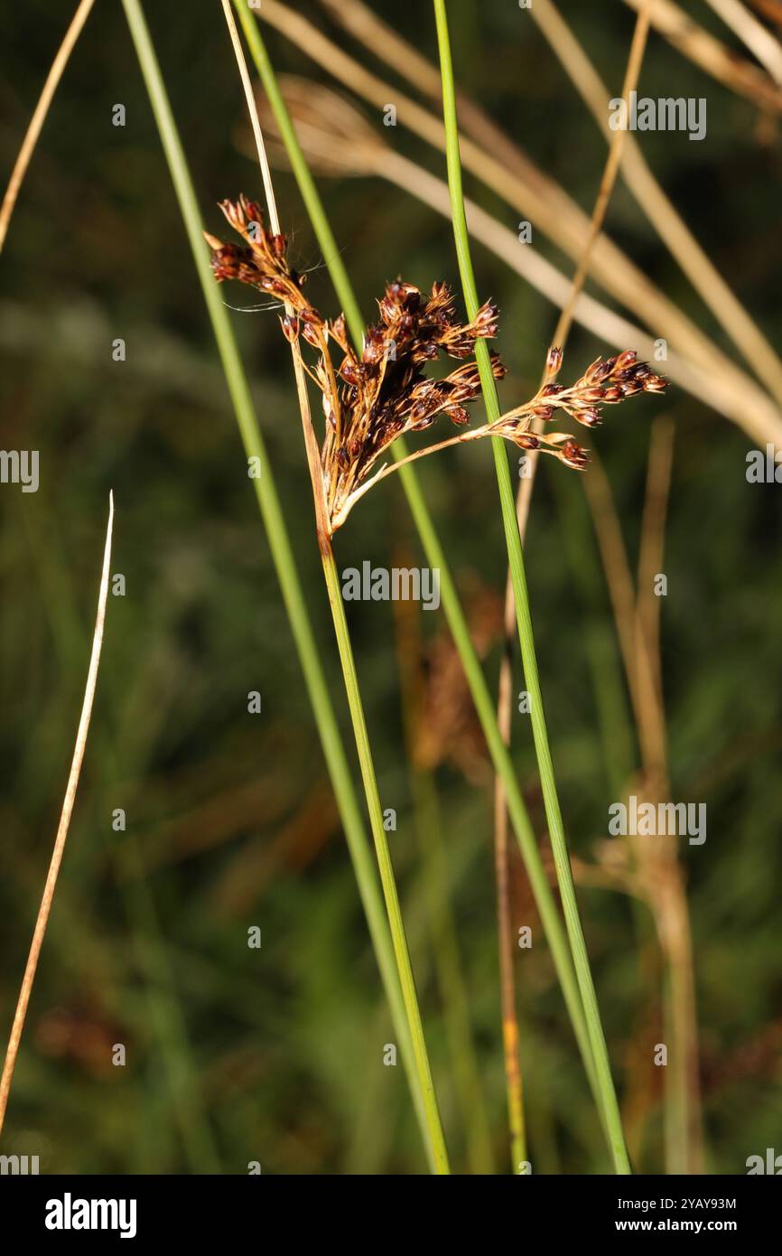 Hard Rush (Juncus inflexus) Plantae Stock Photo - Alamy