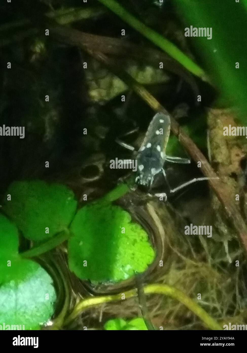Water Crickets (Velia) Insecta Stock Photo - Alamy