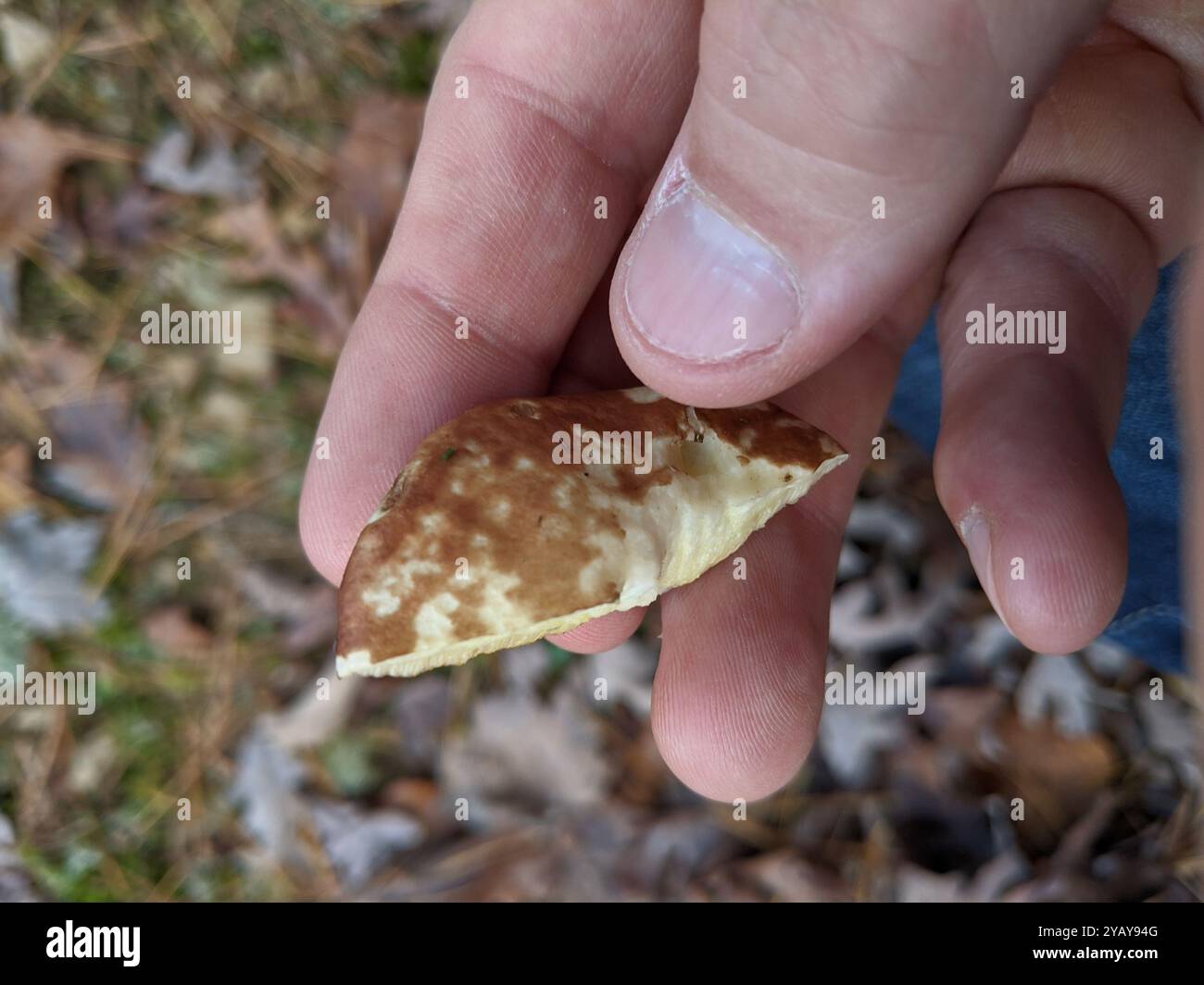 Slippery Jacks (Suillus) Fungi Stock Photo - Alamy