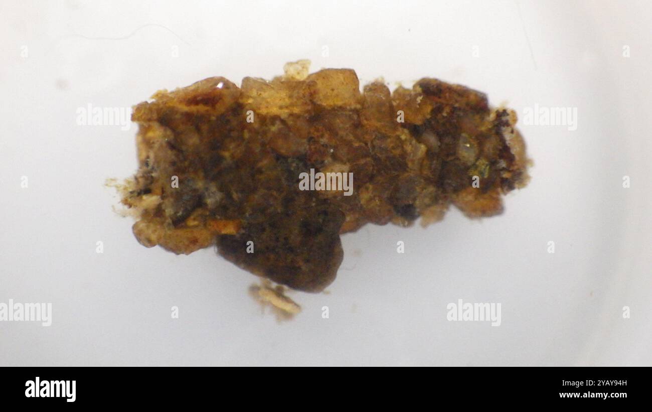 Stonecase Caddisflies (Uenoidae) Insecta Stock Photo - Alamy