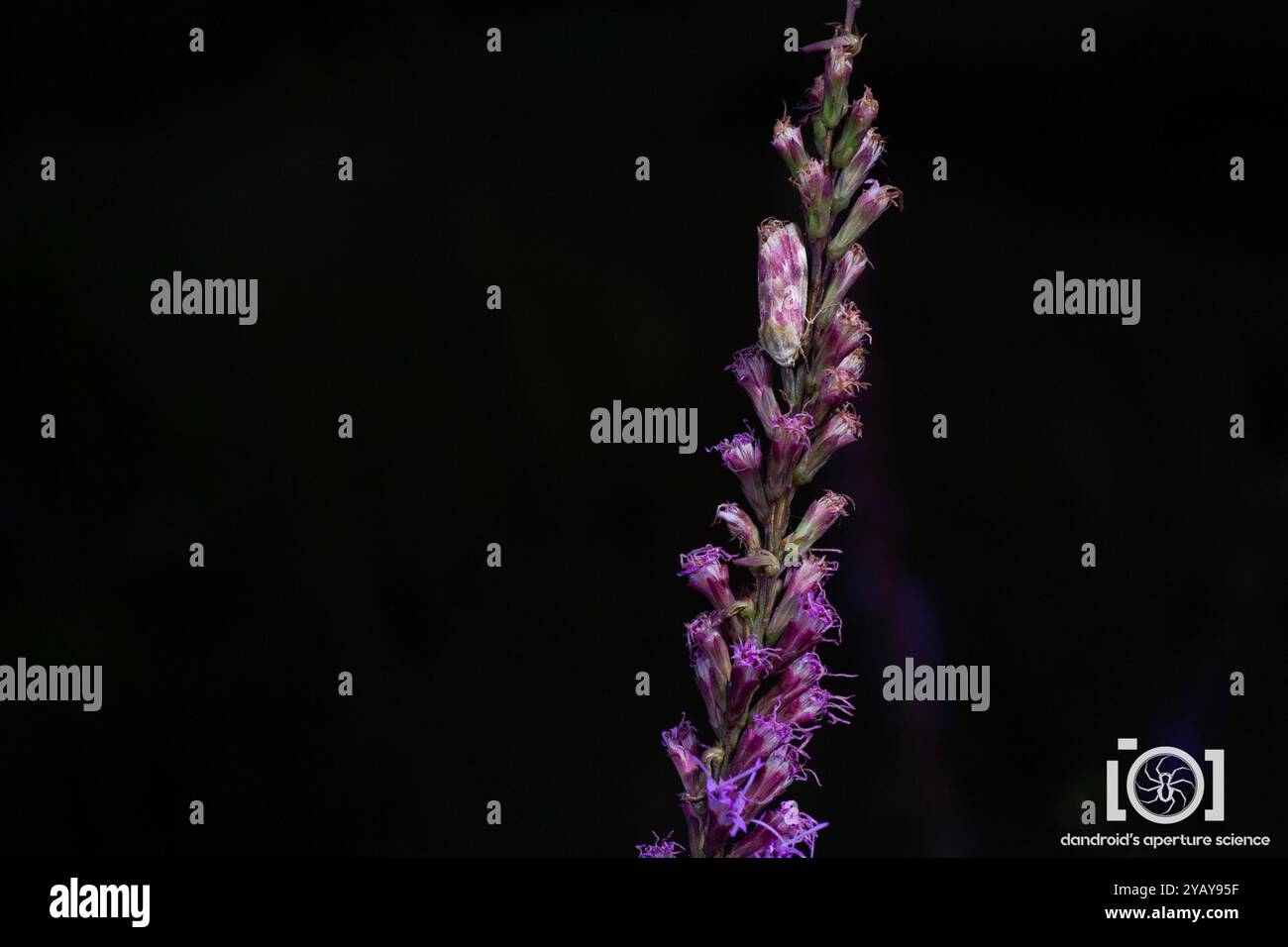 Bleeding Flower Moth (Schinia sanguinea) Insecta Stock Photo - Alamy