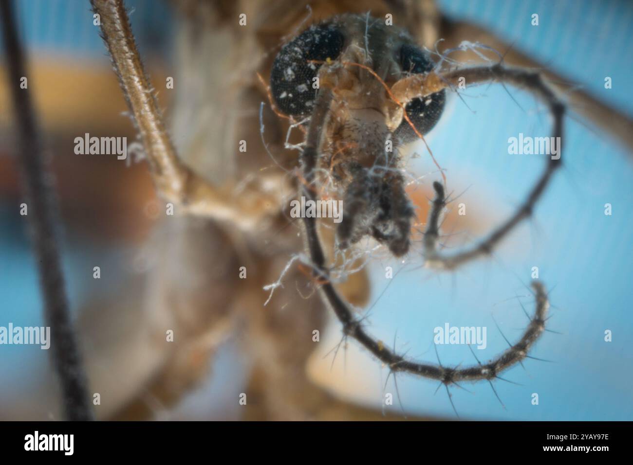 Non-biting Midges (Chironomidae) Insecta Stock Photo - Alamy