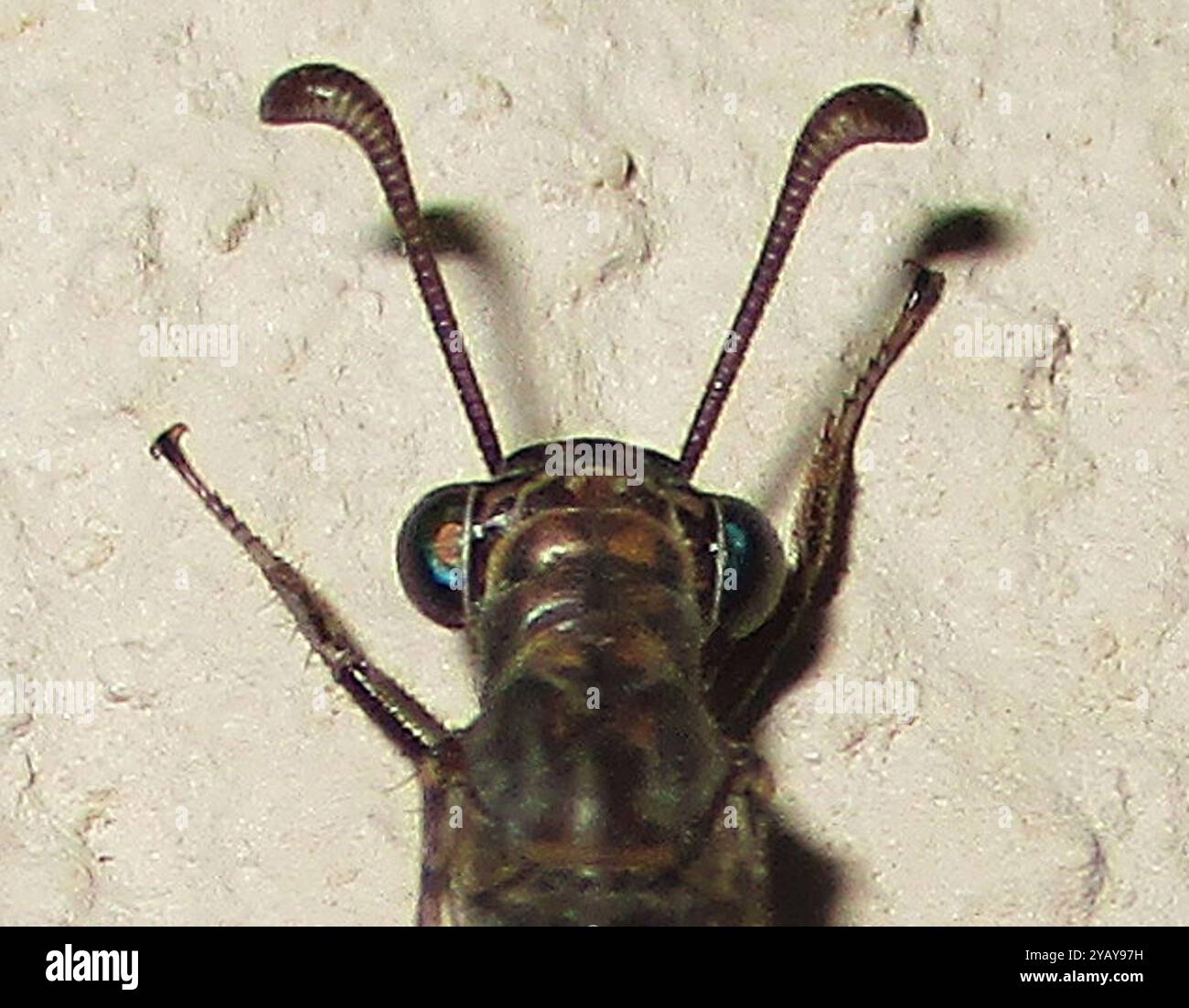 Antlions and Owlflies (Myrmeleontidae) Insecta Stock Photo - Alamy