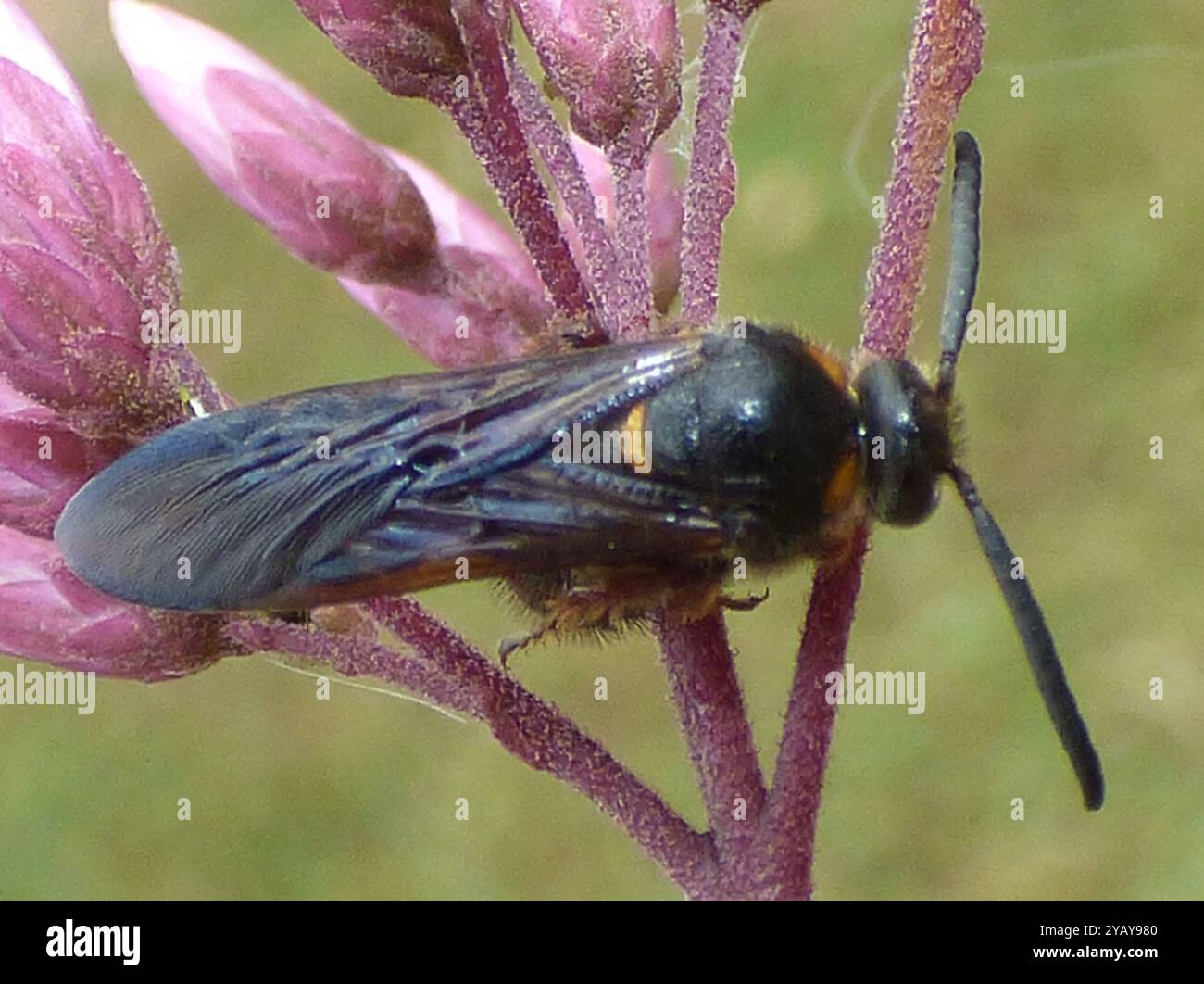 Scoliid Wasps (Scoliidae) Insecta Stock Photo - Alamy