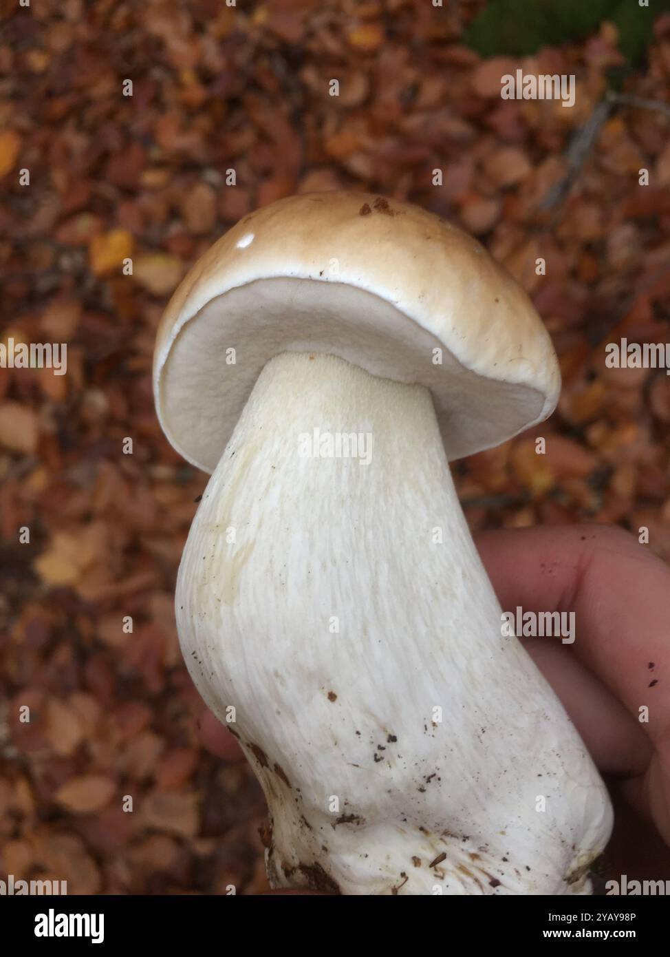 King Bolete (Boletus edulis) Fungi Stock Photo - Alamy