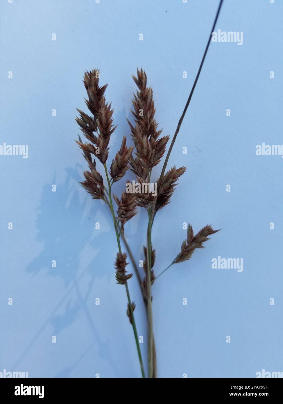 Red Lovegrass (Eragrostis secundiflora) Plantae Stock Photo - Alamy