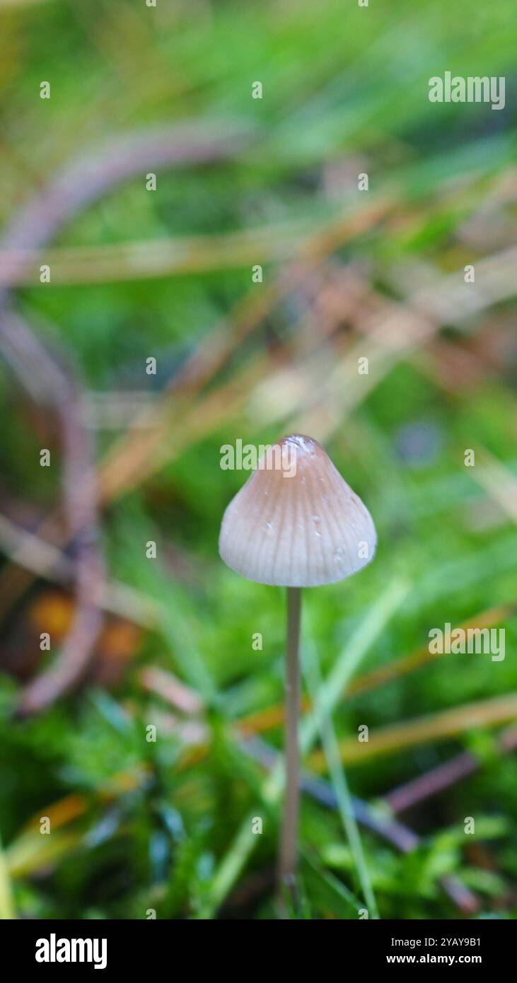 common bonnet (Mycena galericulata) Fungi Stock Photo - Alamy