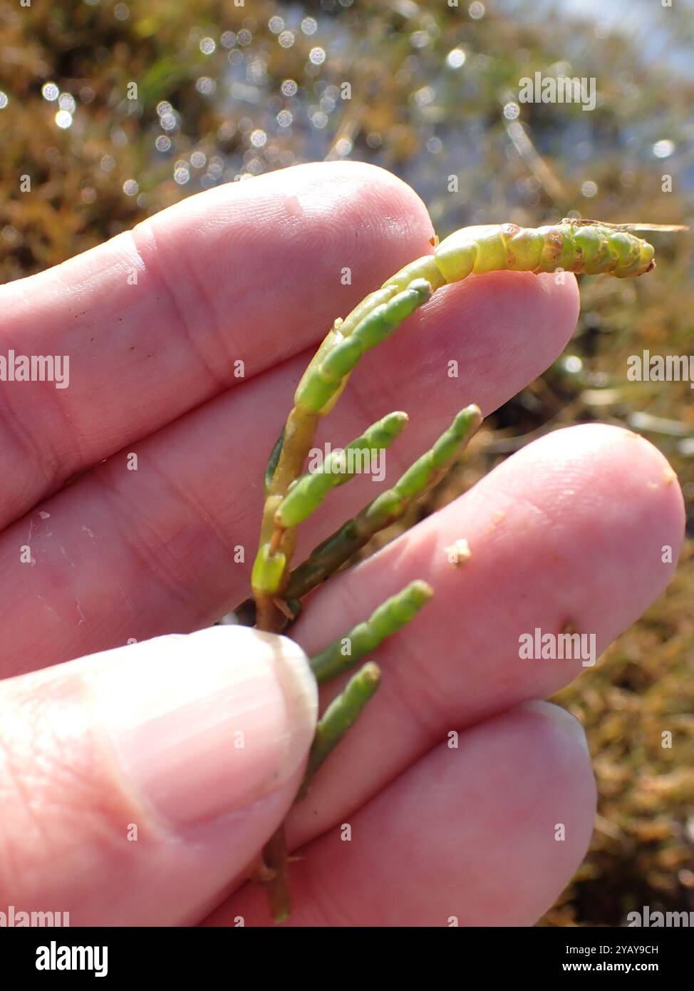 Perennial Glasswort (Salicornia perennis) Plantae Stock Photo - Alamy