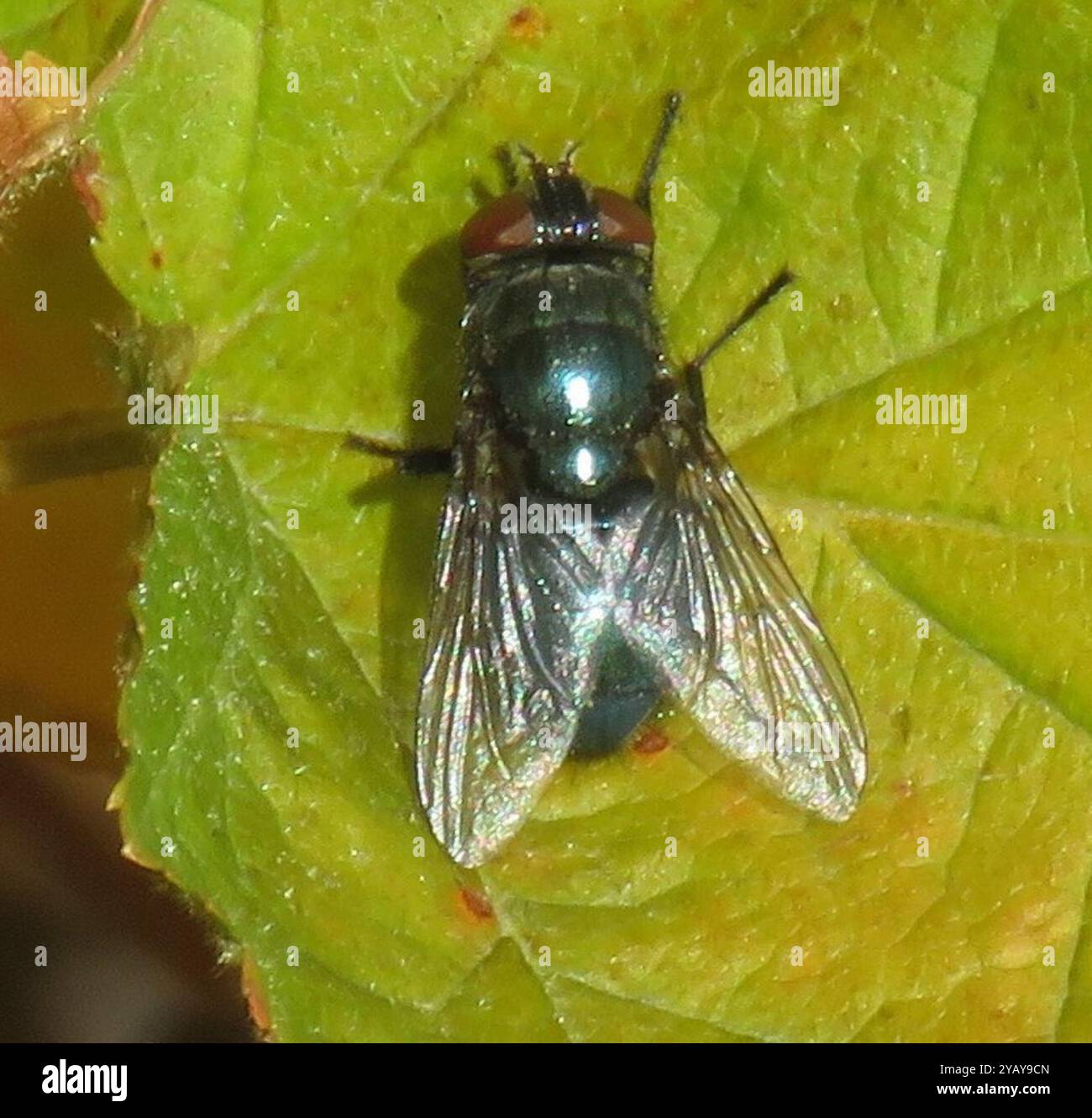 Black Blow Fly (Phormia regina) Insecta Stock Photo - Alamy