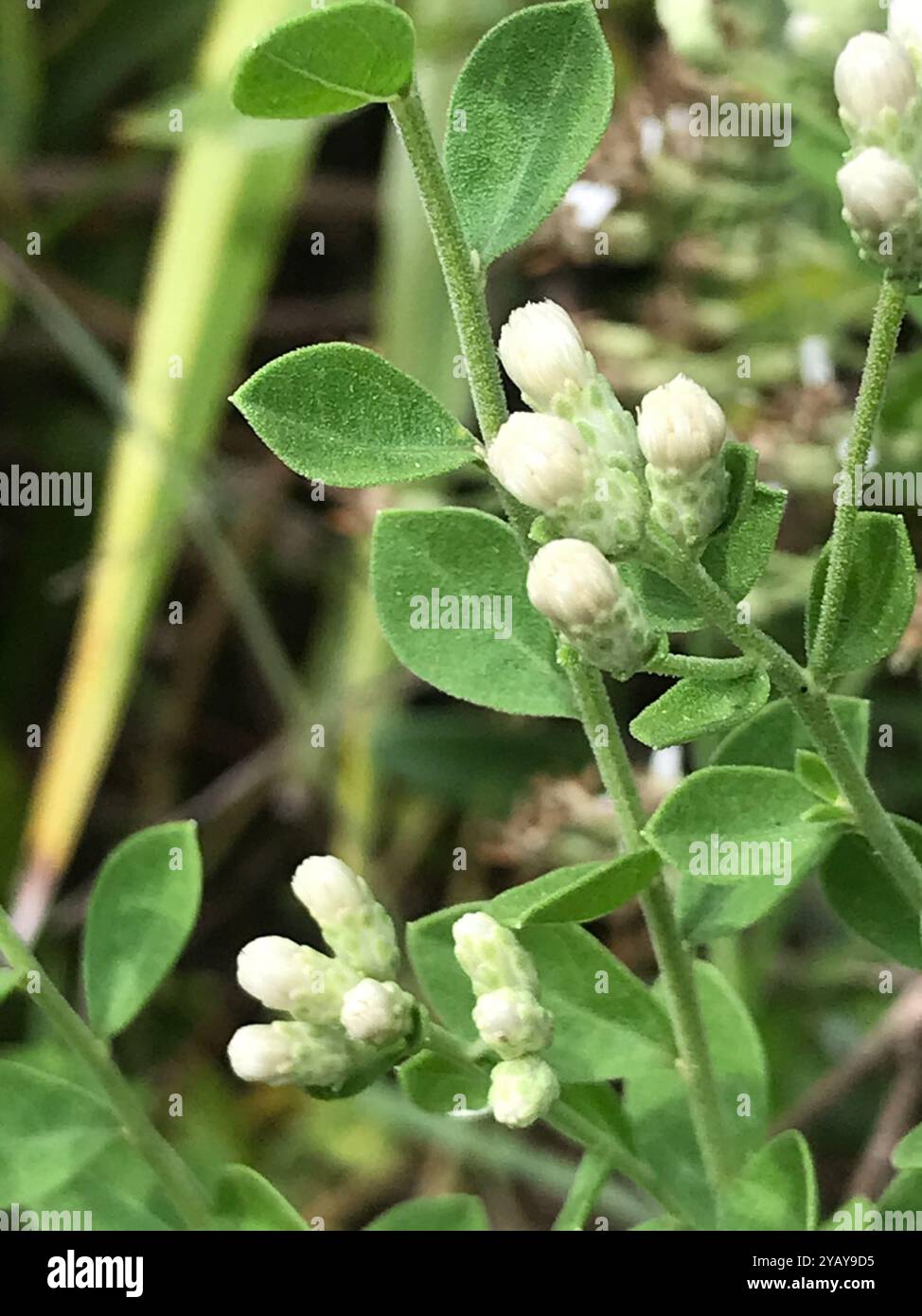 Dixie aster (Sericocarpus tortifolius) Plantae Stock Photo - Alamy